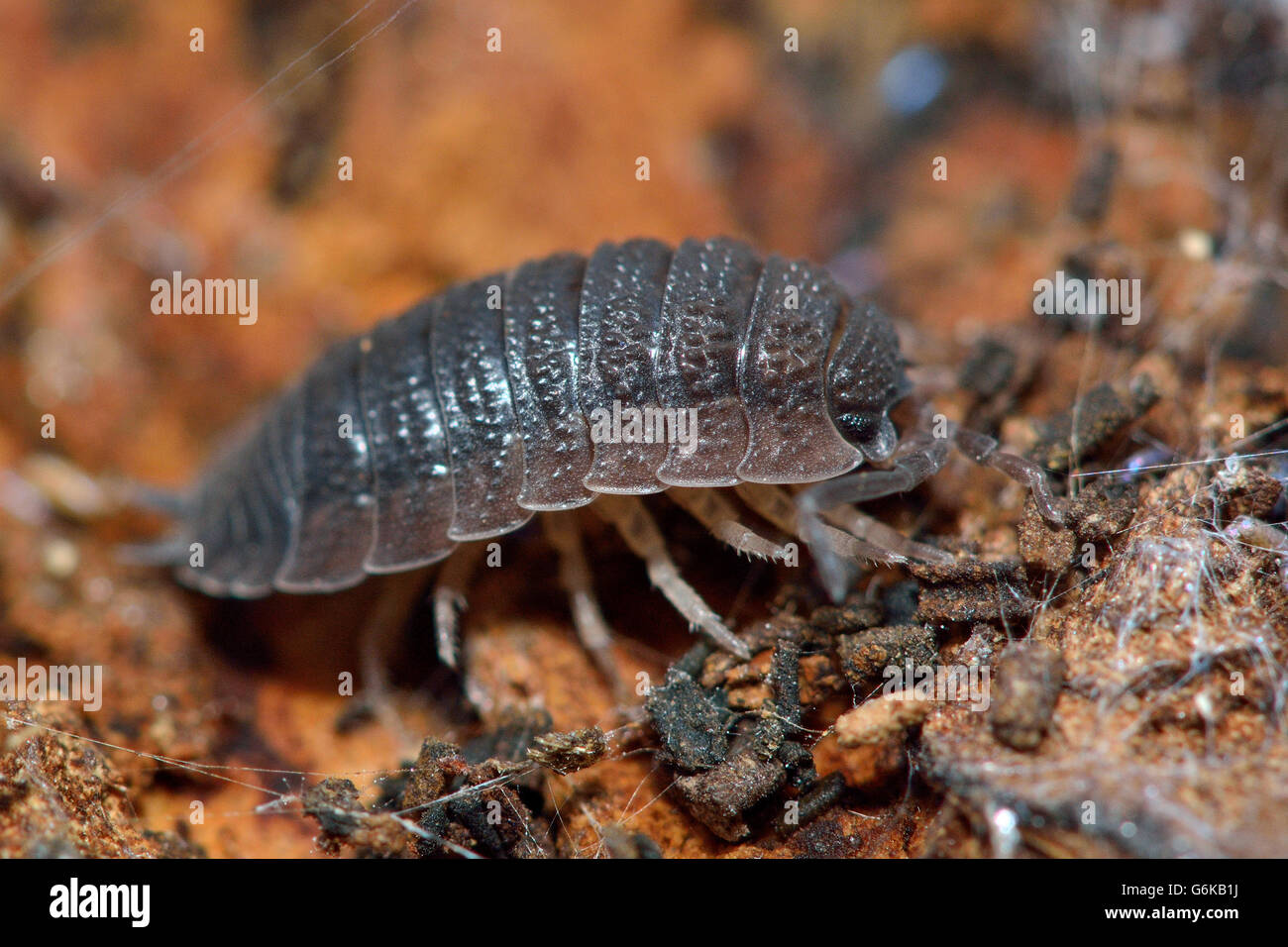 Woodlouse woodlice oniscidea hi-res stock photography and images - Alamy