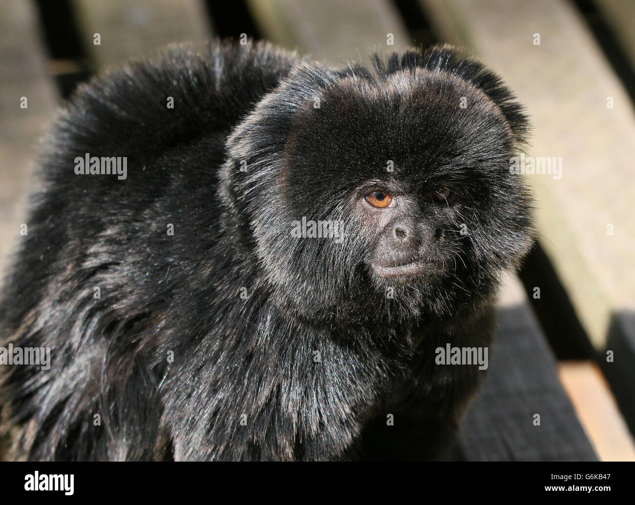 South American Goeldi's marmoset monkey (Callimico goeldii), portrait ...