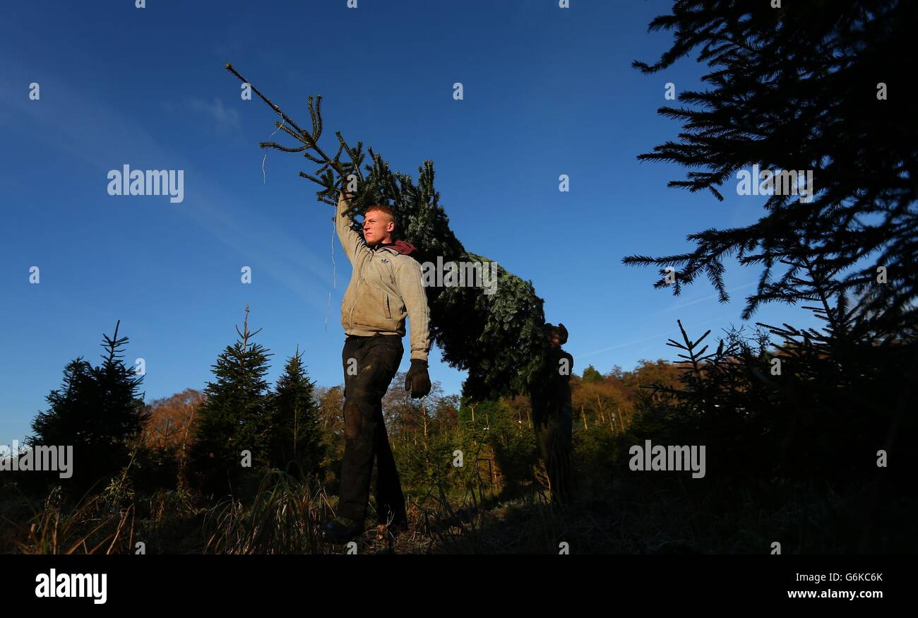 Tree harvesters devon audus left and jamie howard hi-res stock ...