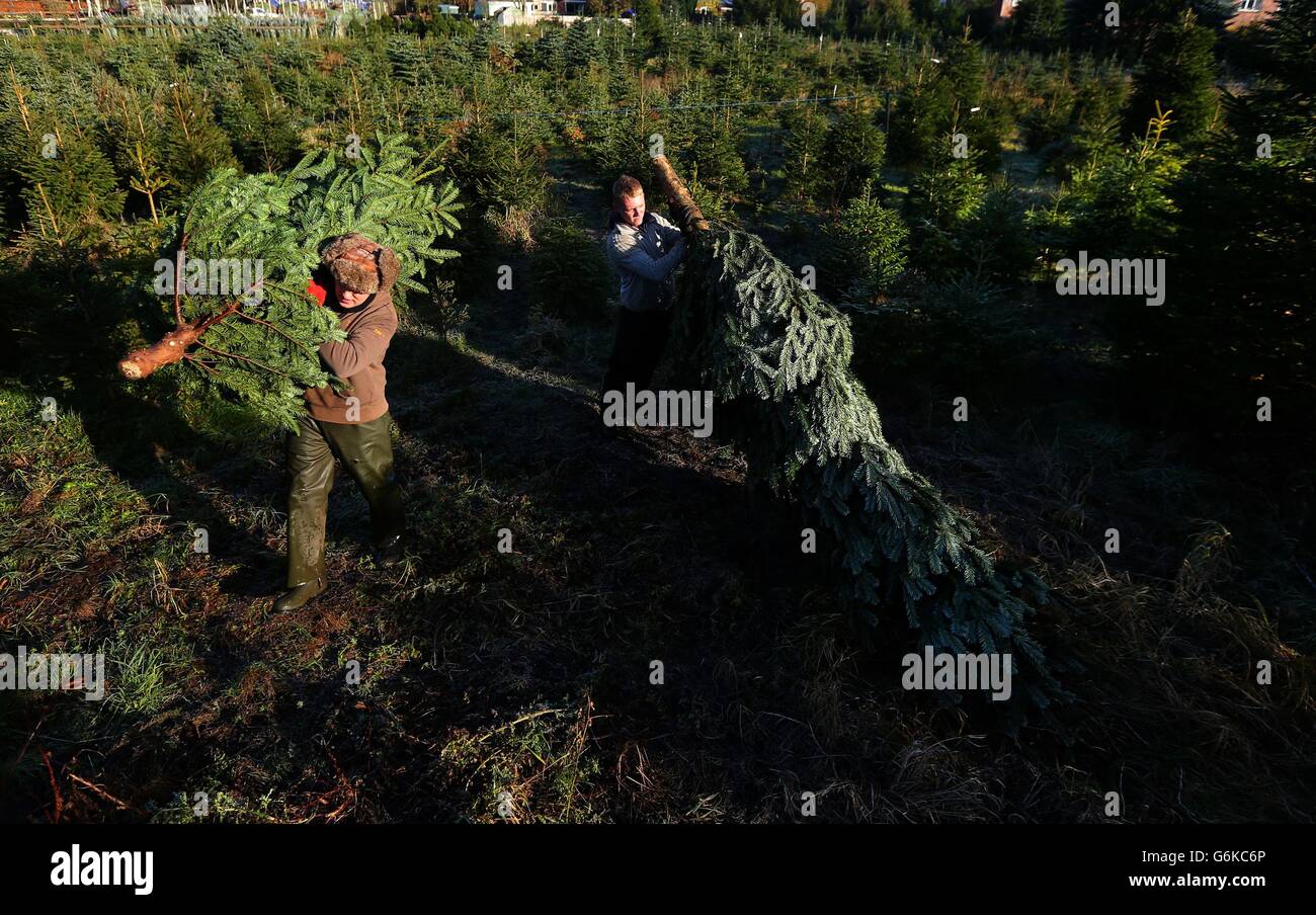 Tree harvesters devon audus left and jamie howard hi-res stock ...