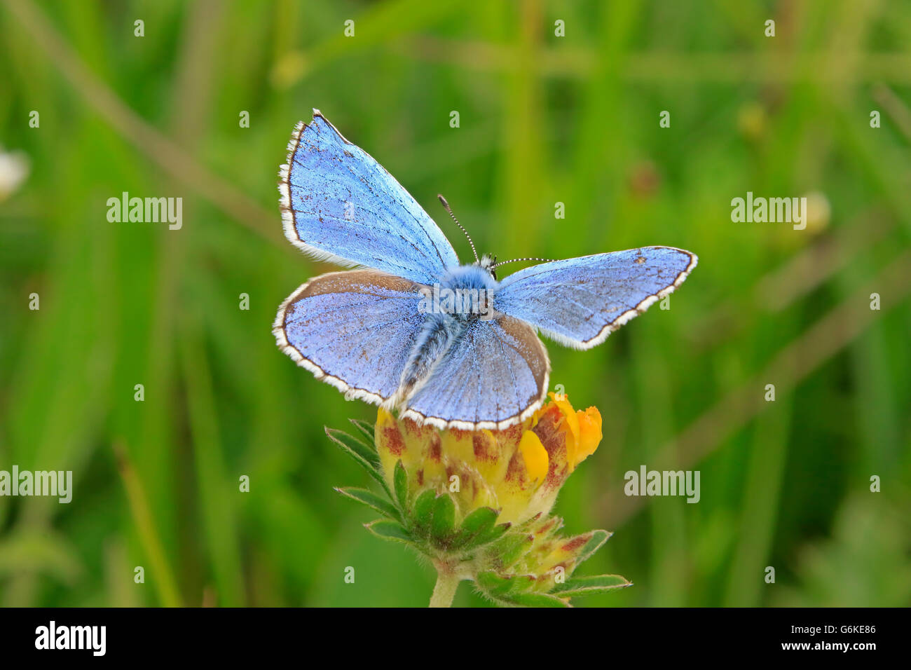 Adonis blue butterfly hi-res stock photography and images - Alamy
