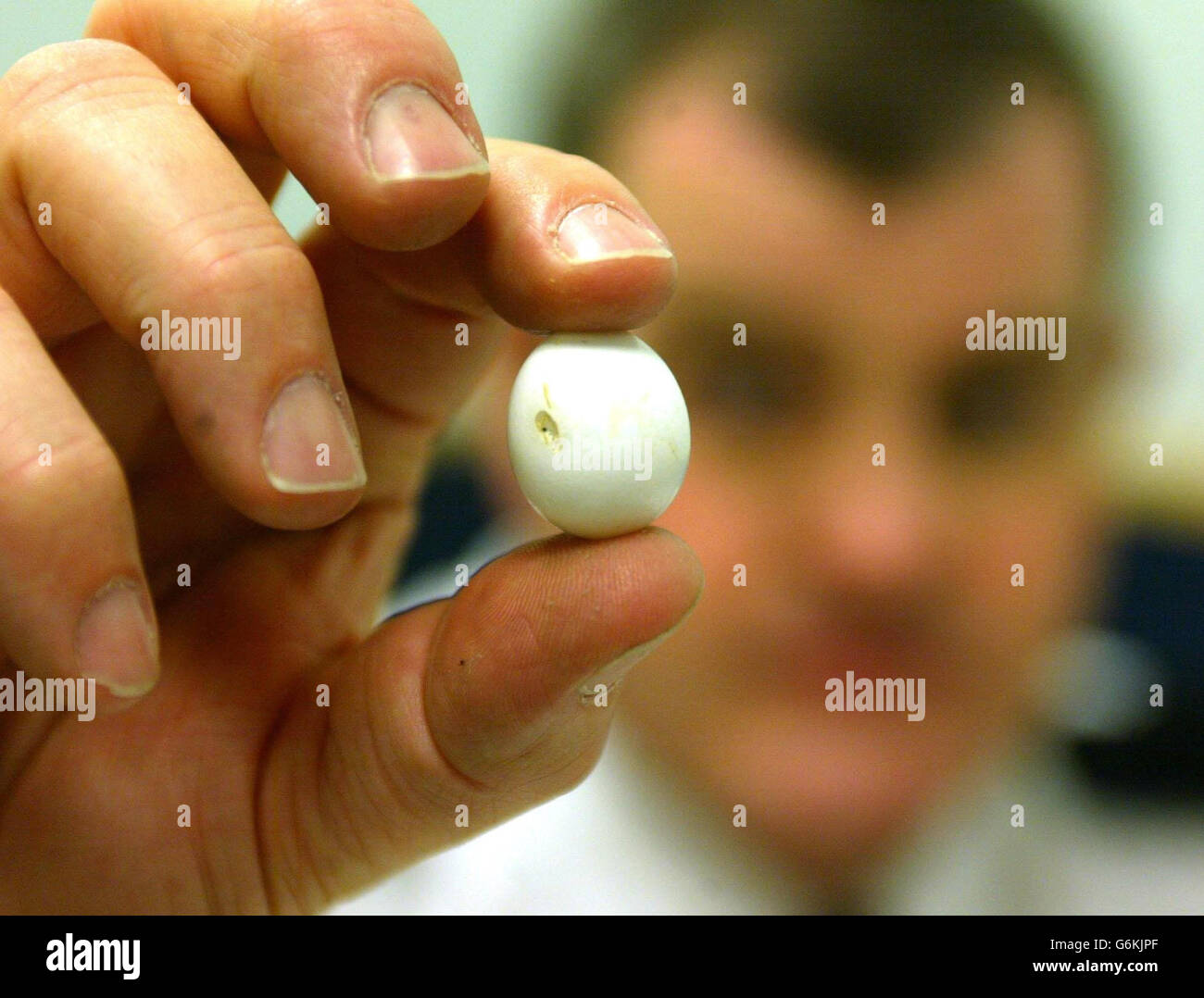 Rare eggs court case Stock Photo - Alamy