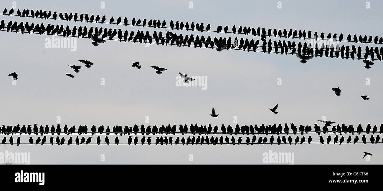 Thousands of starlings perch on power lines in the small village of ...