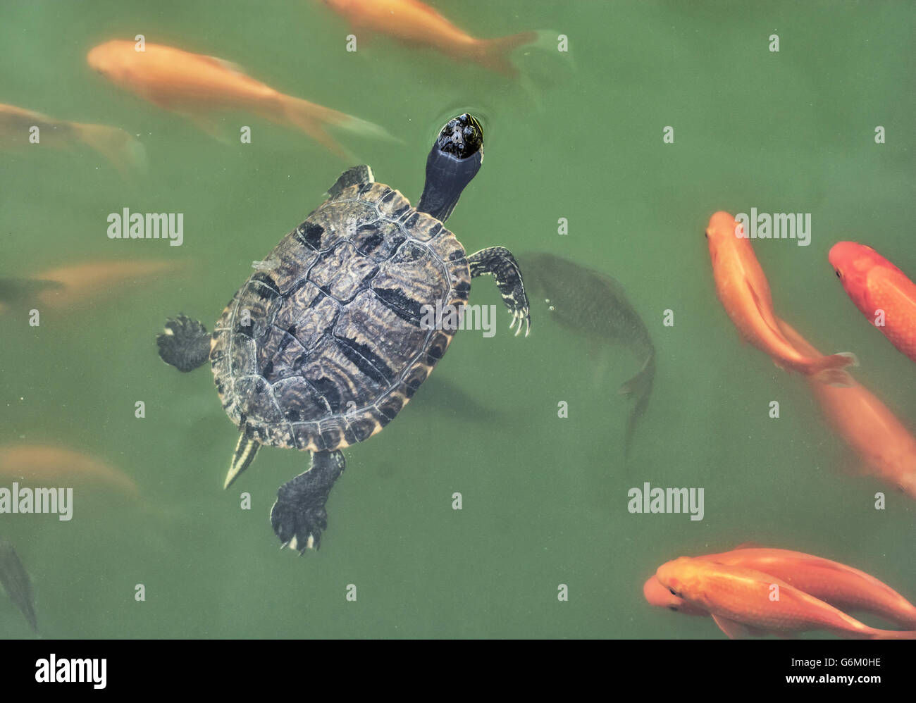 Red-eared slider - Trachemys scripta elegans and red fish in the water ...