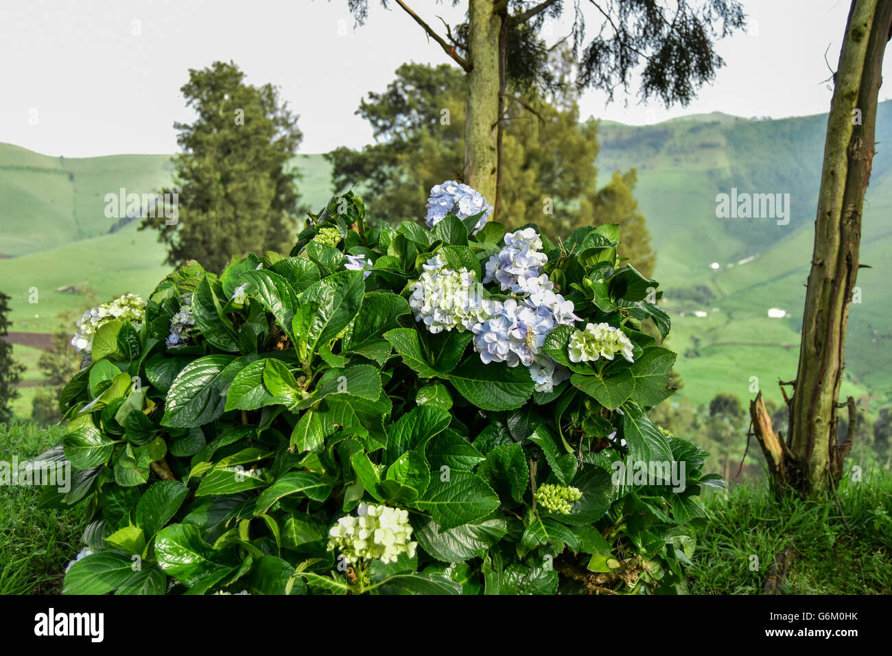 Graceful nature hi-res stock photography and images - Alamy