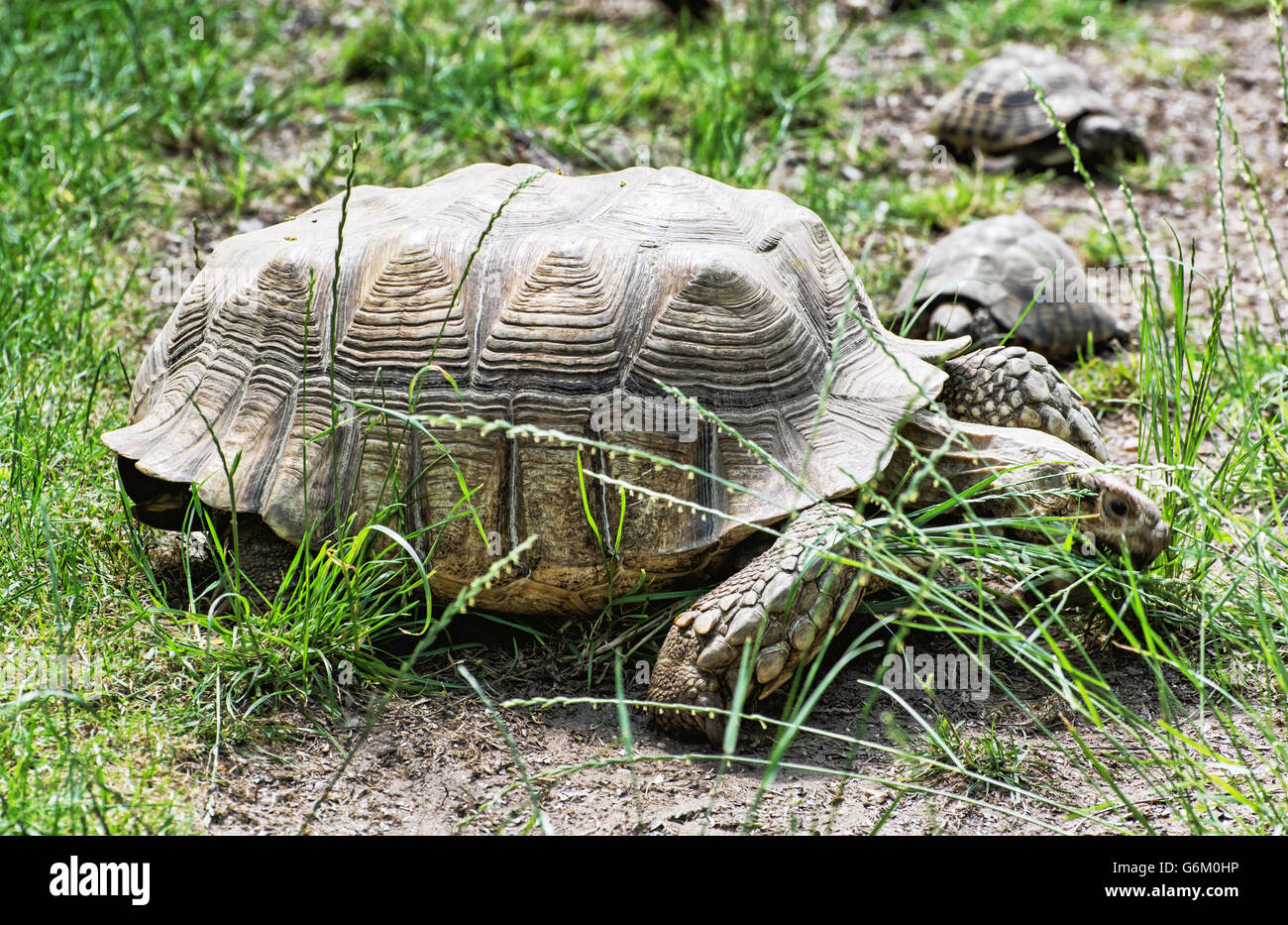 Little turtles hi-res stock photography and images - Alamy