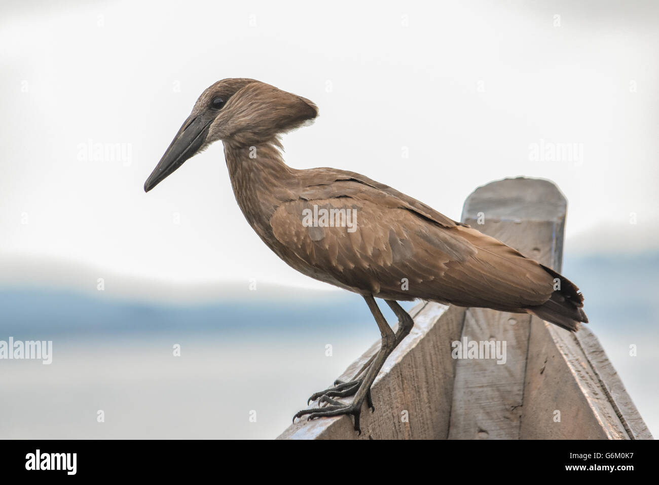 Seating bird hi-res stock photography and images - Alamy