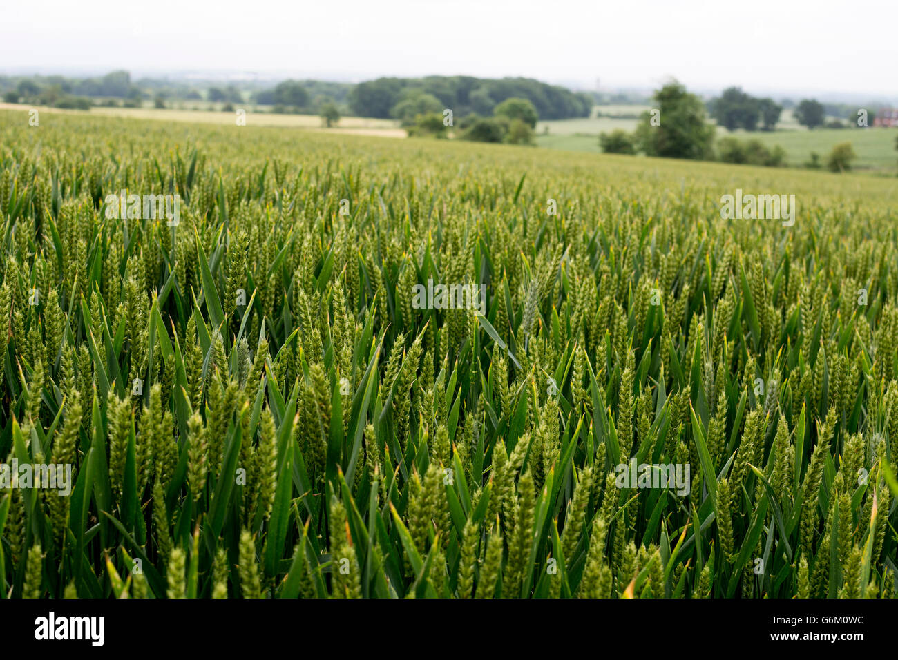 Field of unripe wheat, Warwickshire, UK Stock Photo - Alamy