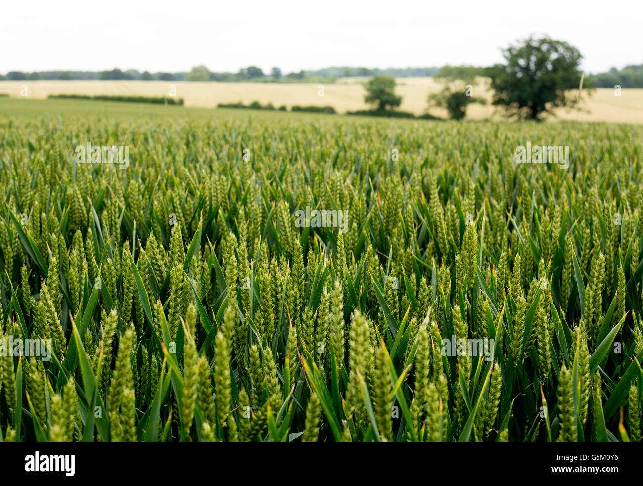Corn field uk hi-res stock photography and images - Alamy