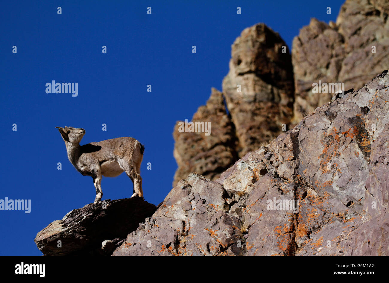 Blue sheep ladakh hi-res stock photography and images - Alamy