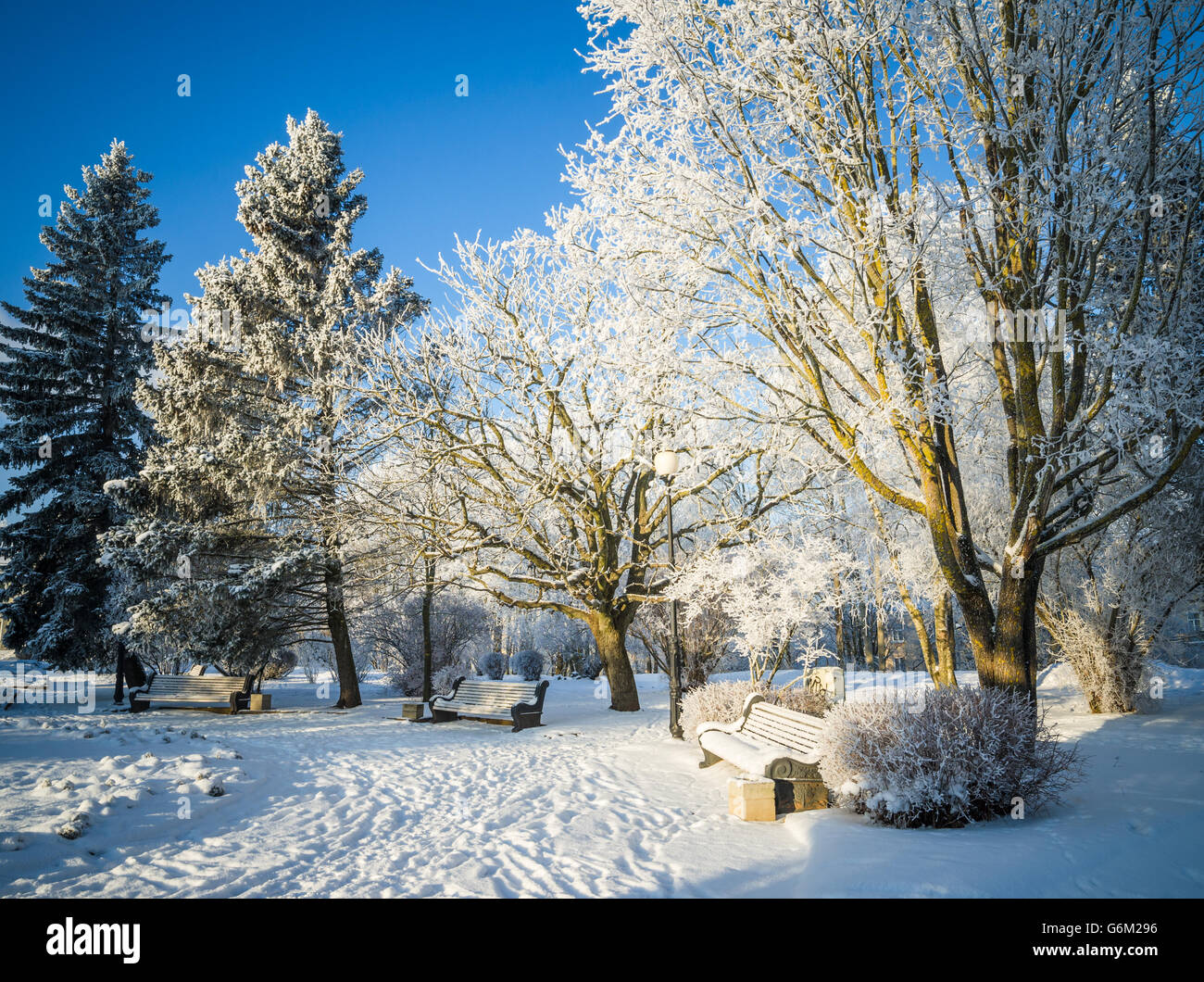 A beautiful city park with trees covered with hoarfrost Stock Photo - Alamy