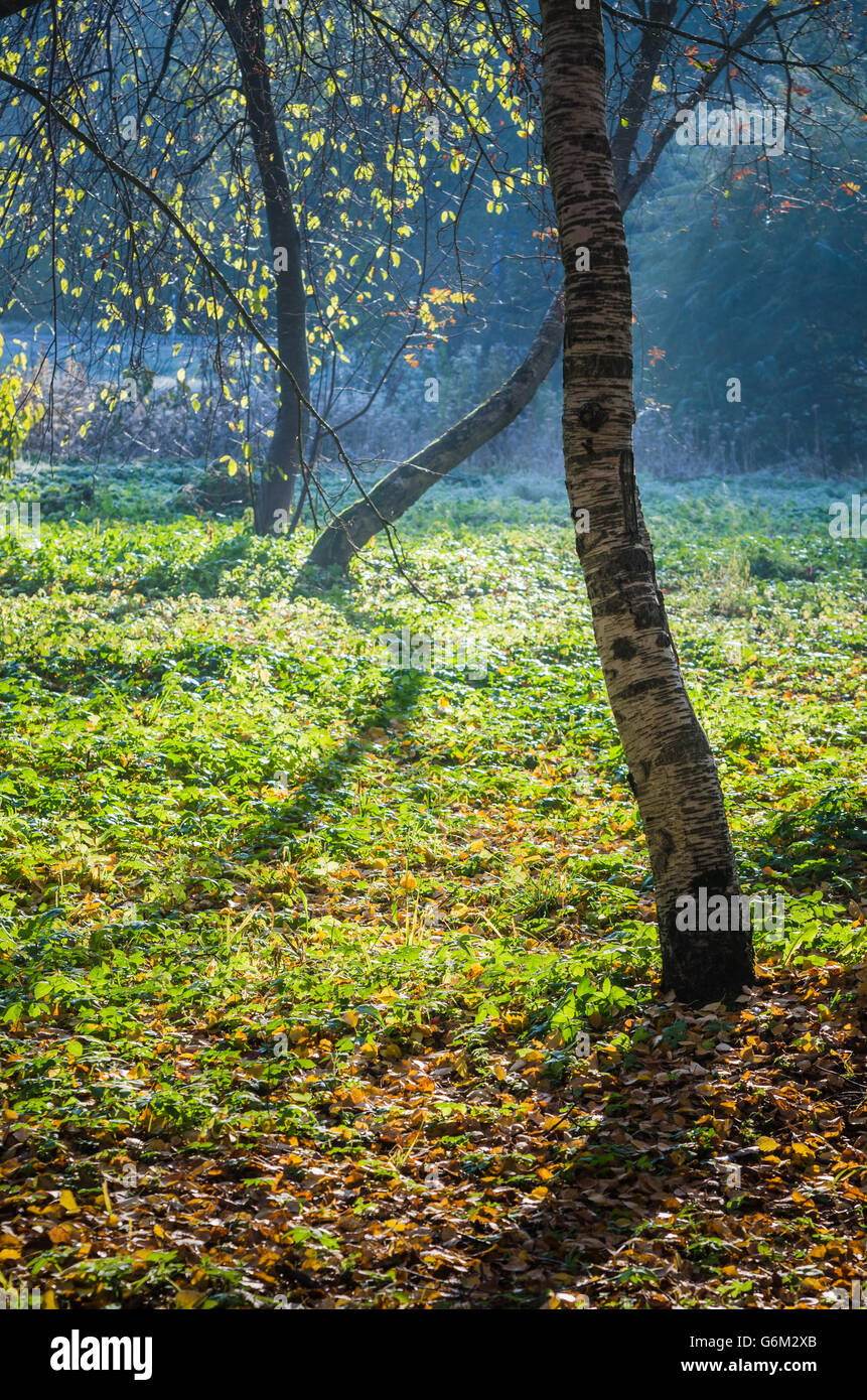 Shadow dry outdoor trees hi-res stock photography and images - Alamy