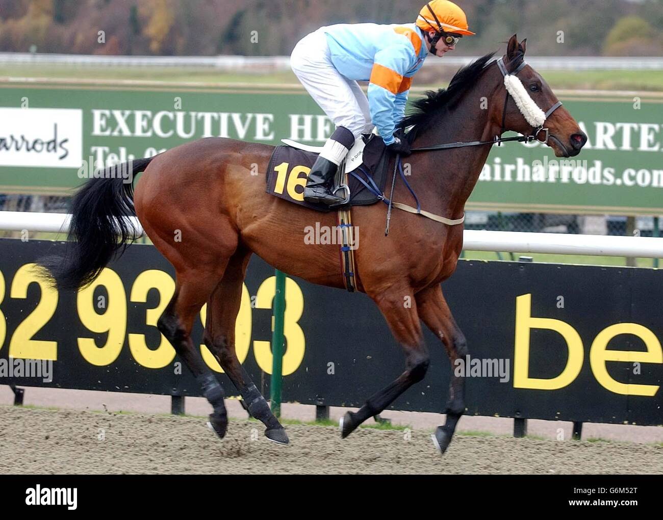 Kinsman with jockey Paul Doe. Kinsman with jockey Paul Doe, at ...