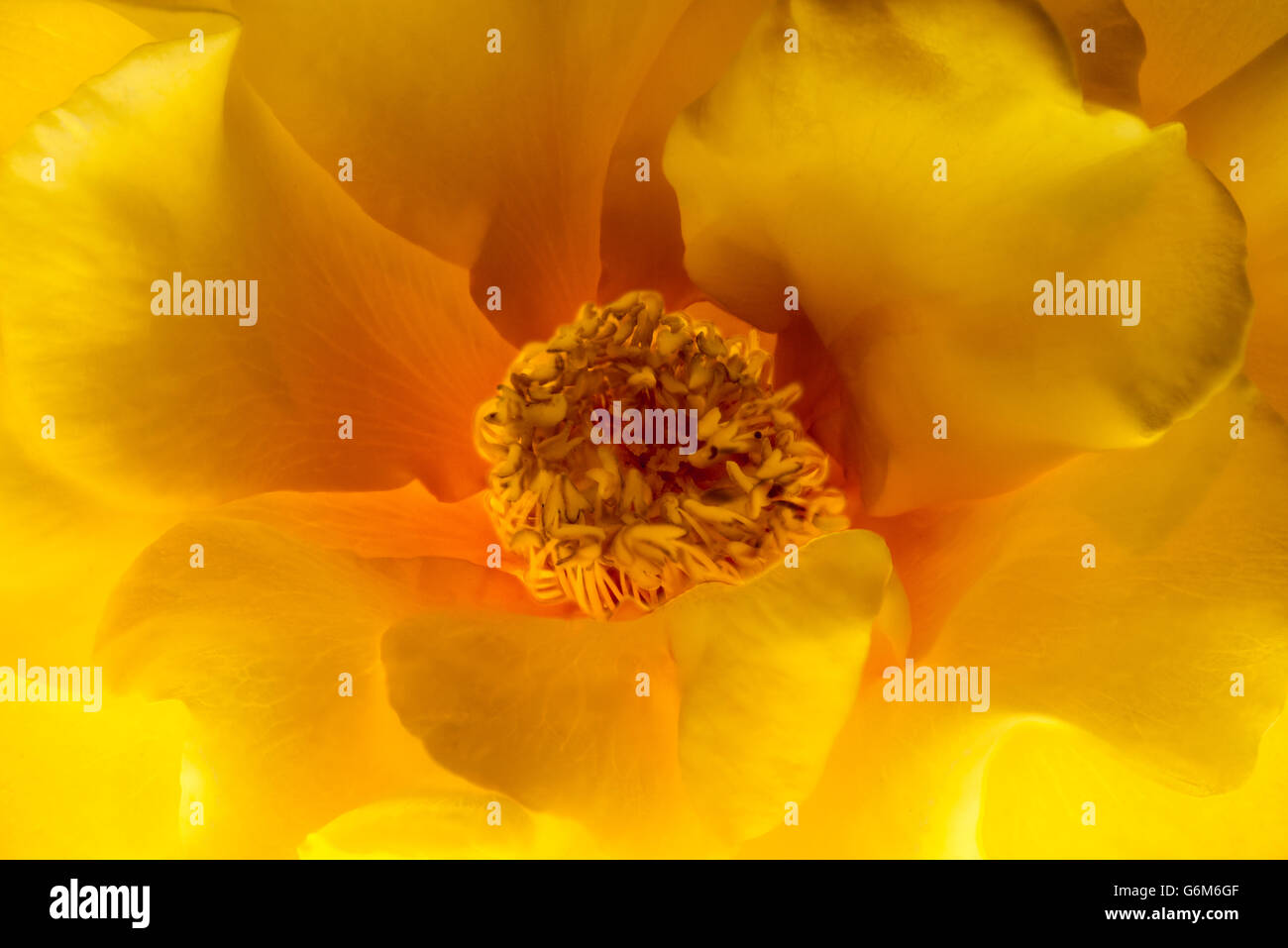 Yellow English Rose emphasizing the beautiful form and structure of the ...