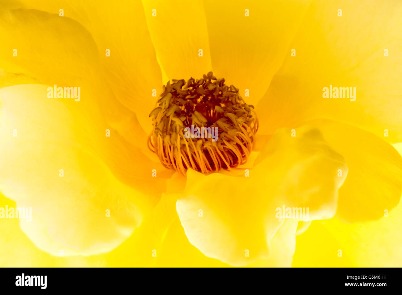 Yellow English Rose emphasizing the beautiful form and structure of the ...