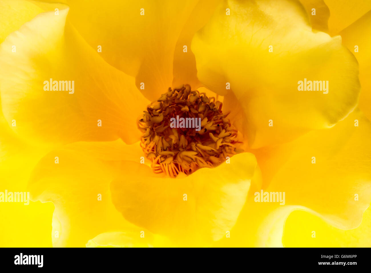 Yellow English Rose emphasizing the beautiful form and structure of the ...