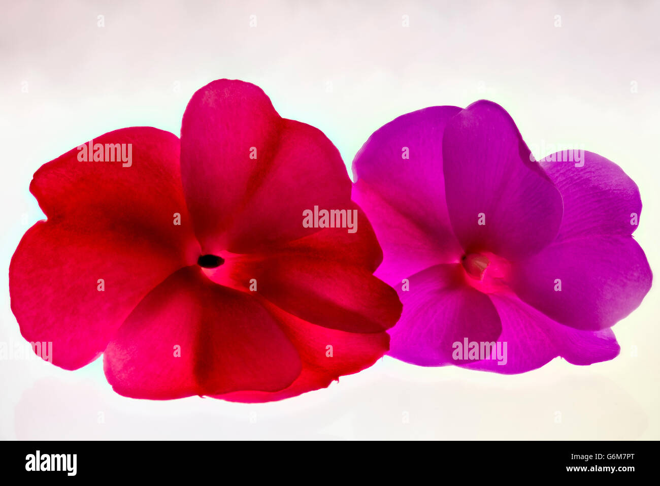 African violet flower hi-res stock photography and images - Alamy