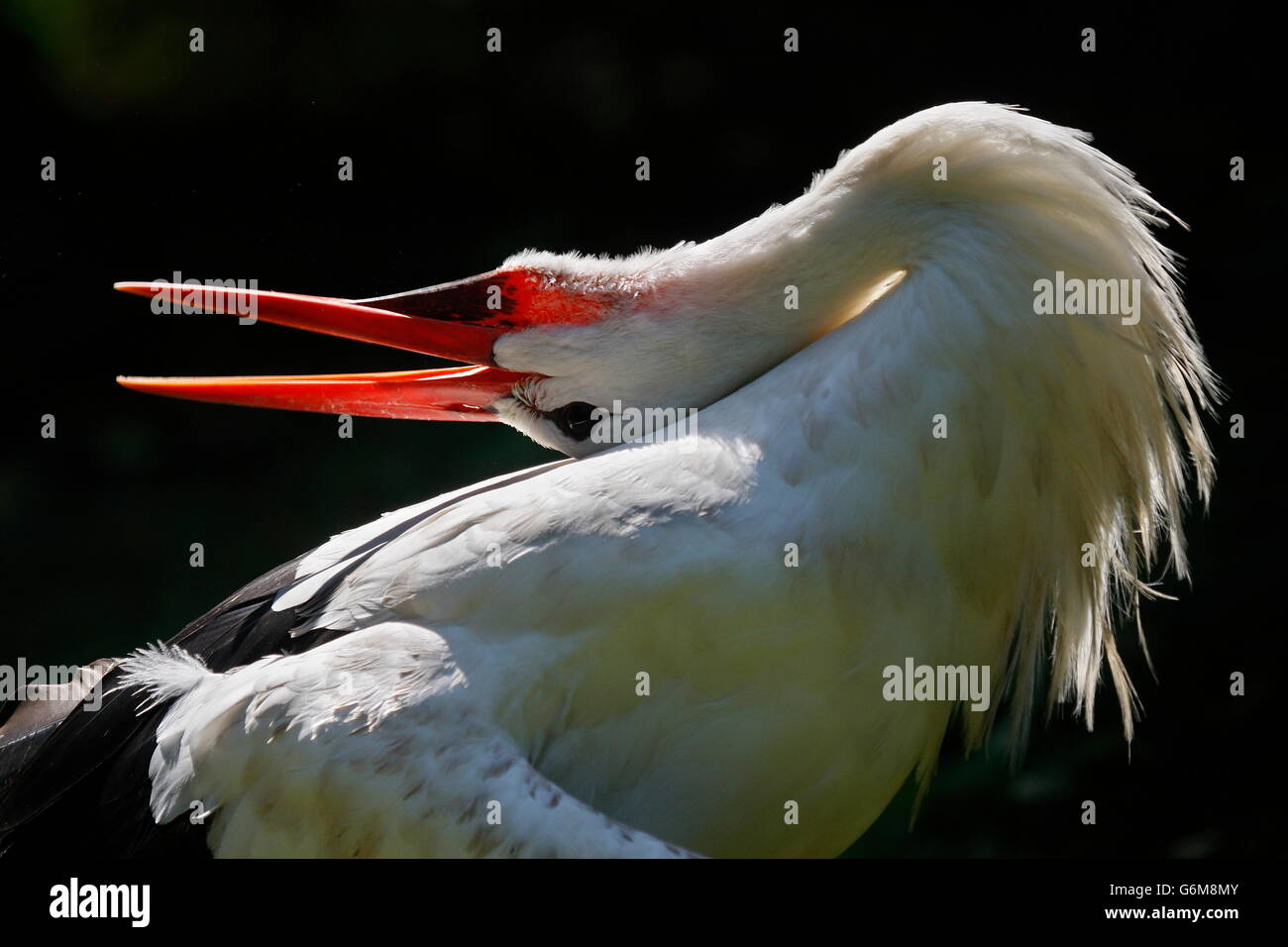 white stork, Germany / (Ciconia ciconia Stock Photo - Alamy