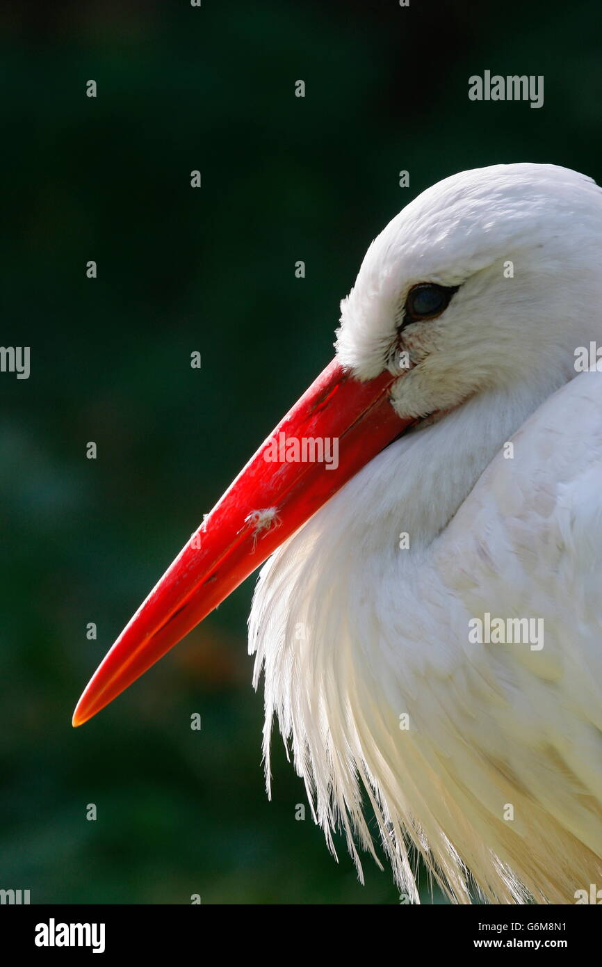 White stork from germany hi-res stock photography and images - Alamy
