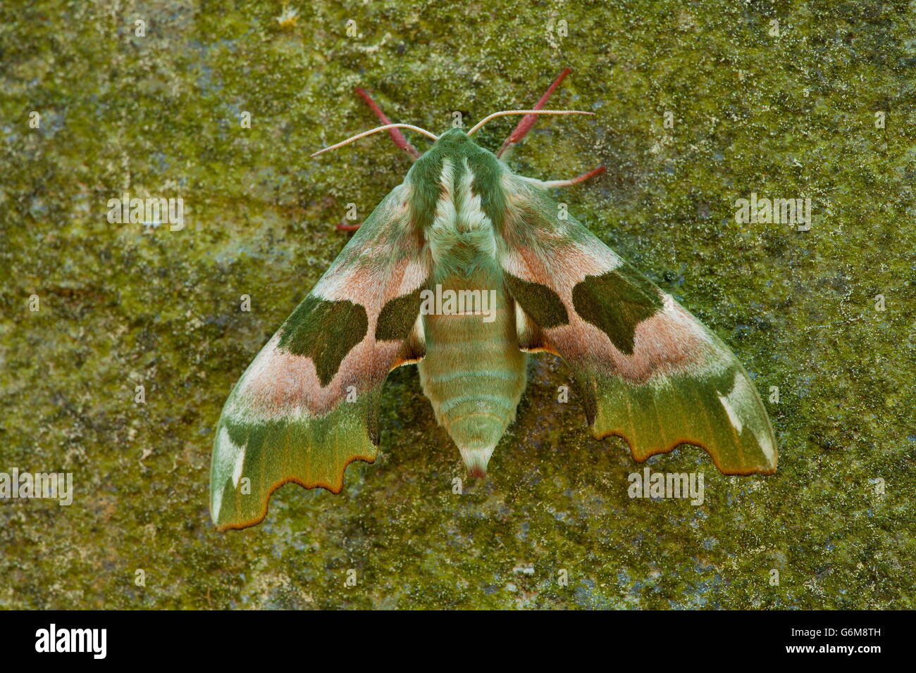 Lime Hawk-moth, Germany / (Mimas tiliae Stock Photo - Alamy