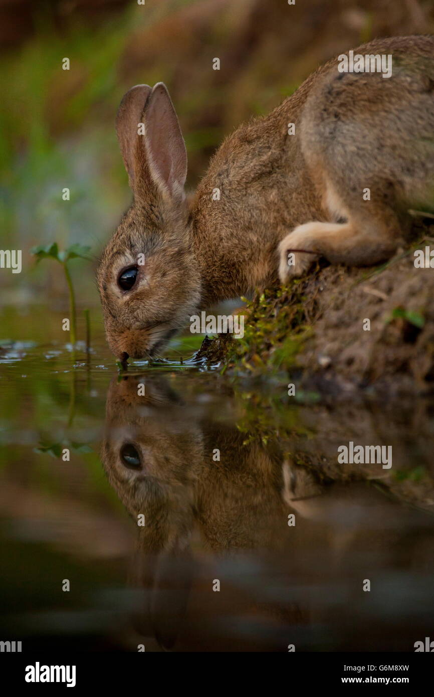 European rabbit, Germany / (Oryctolagus cuniculus Stock Photo - Alamy
