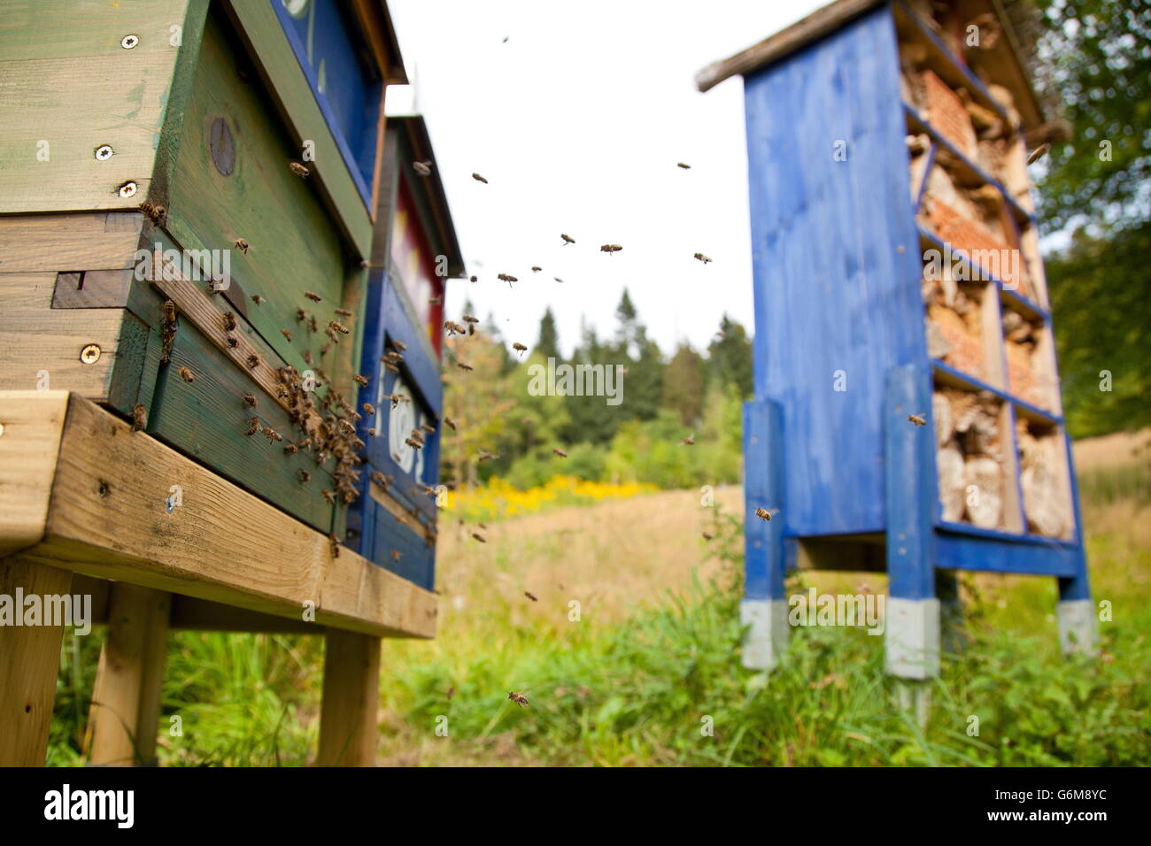 European honey bee, apiary, Germany / (Apis mellifera Stock Photo - Alamy