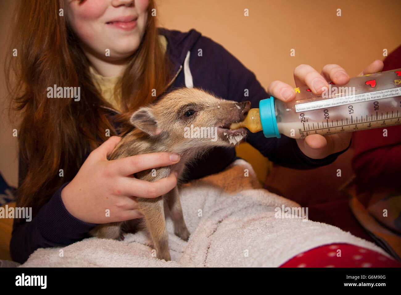 Wild boar, hand raising, Germany / (Sus scrofa Stock Photo - Alamy