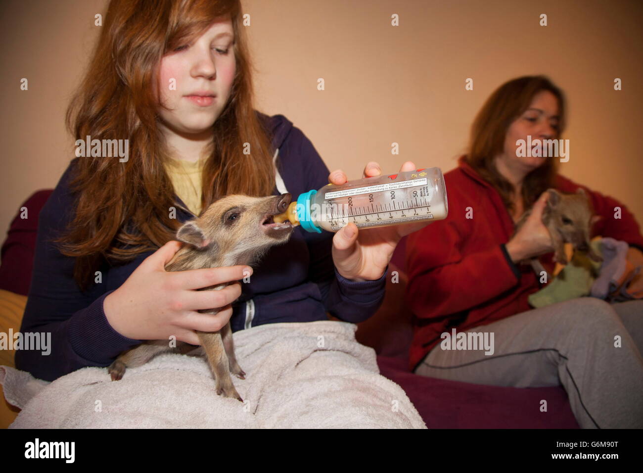 Wild boar, hand raising, Germany / (Sus scrofa Stock Photo - Alamy