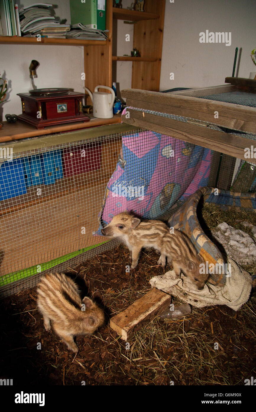 Group animals raising hand hi-res stock photography and images - Alamy