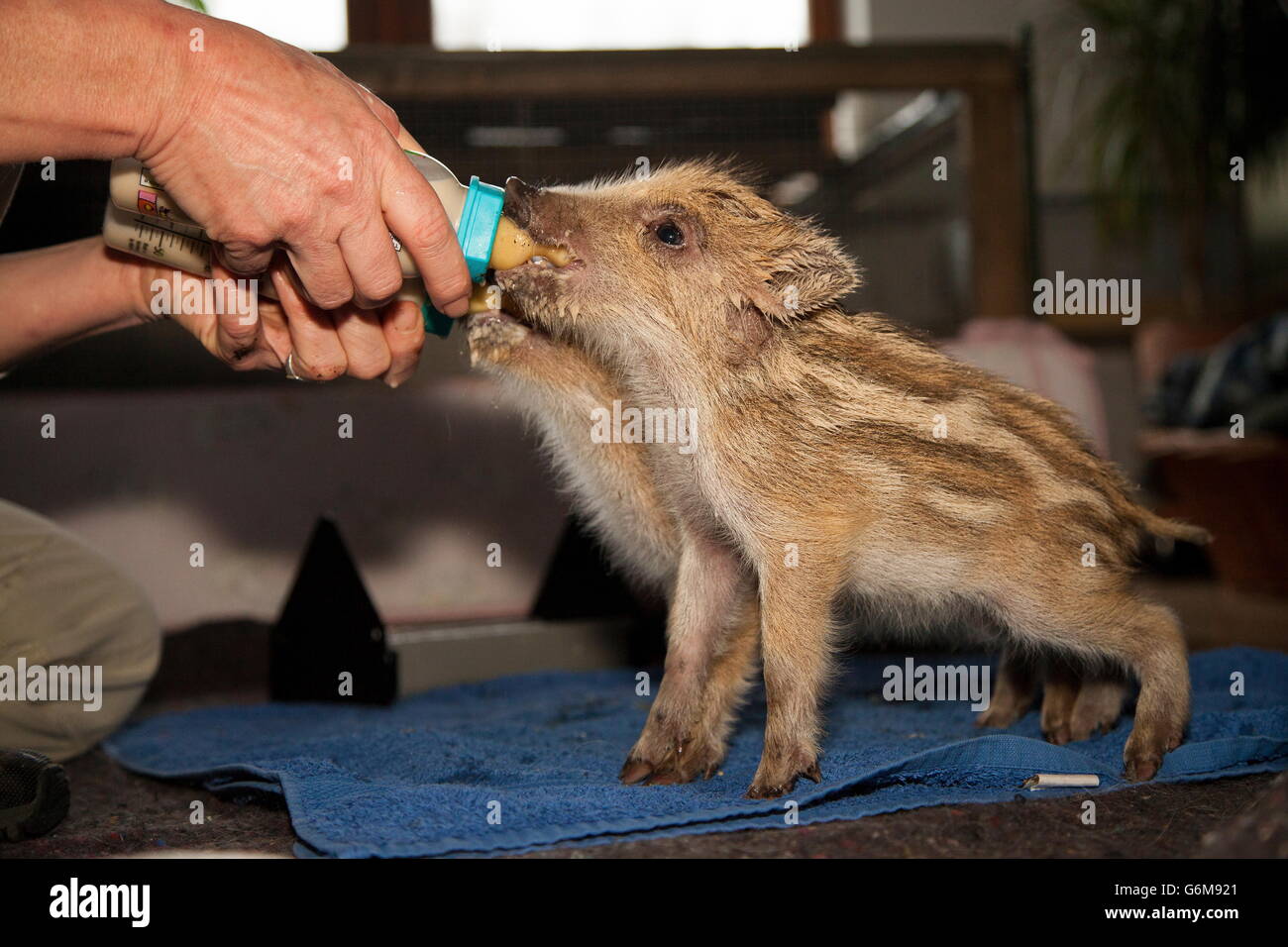 Wild boar, hand raising, Germany / (Sus scrofa Stock Photo - Alamy