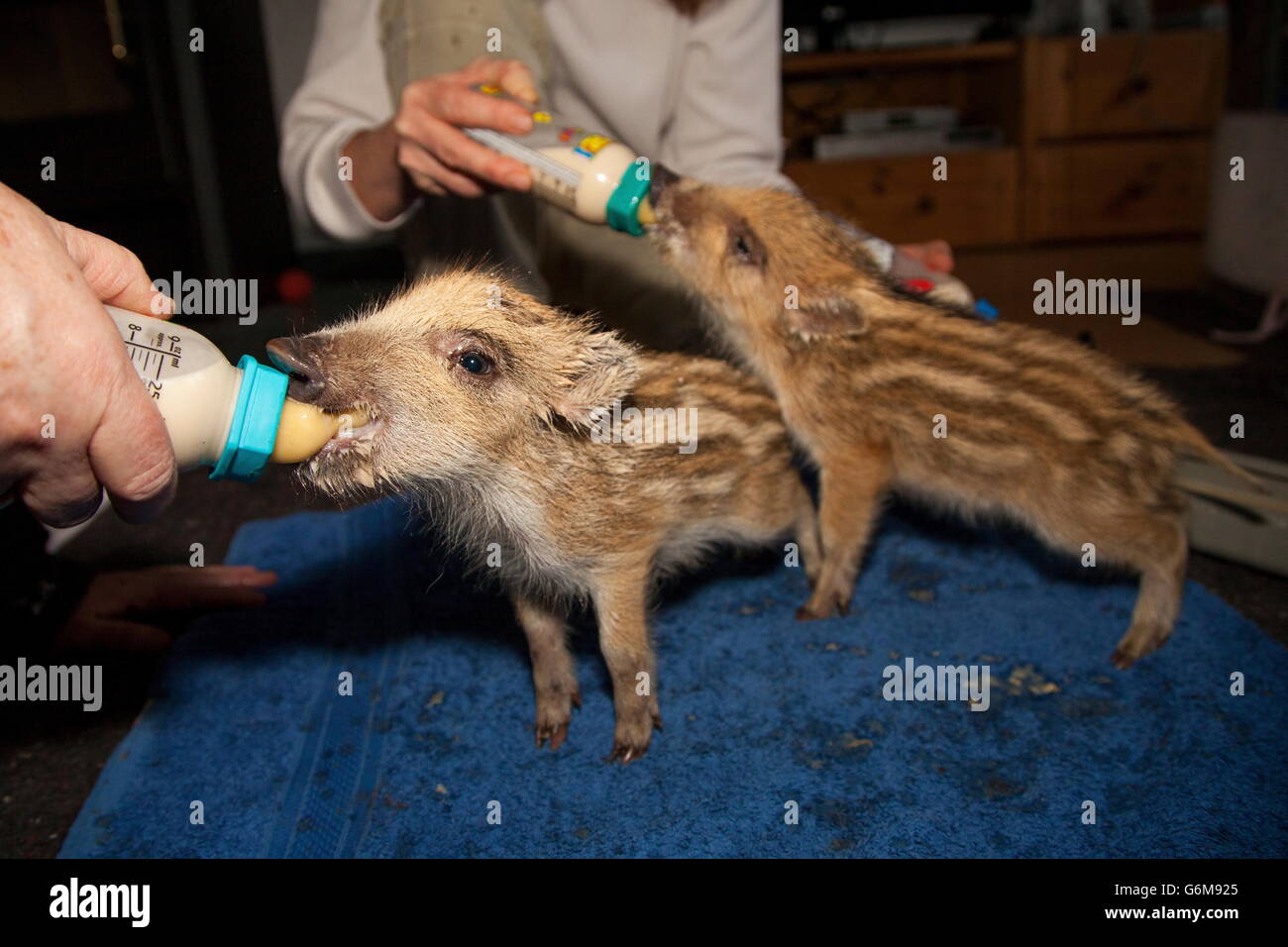 Wild boar, hand raising, Germany / (Sus scrofa Stock Photo - Alamy
