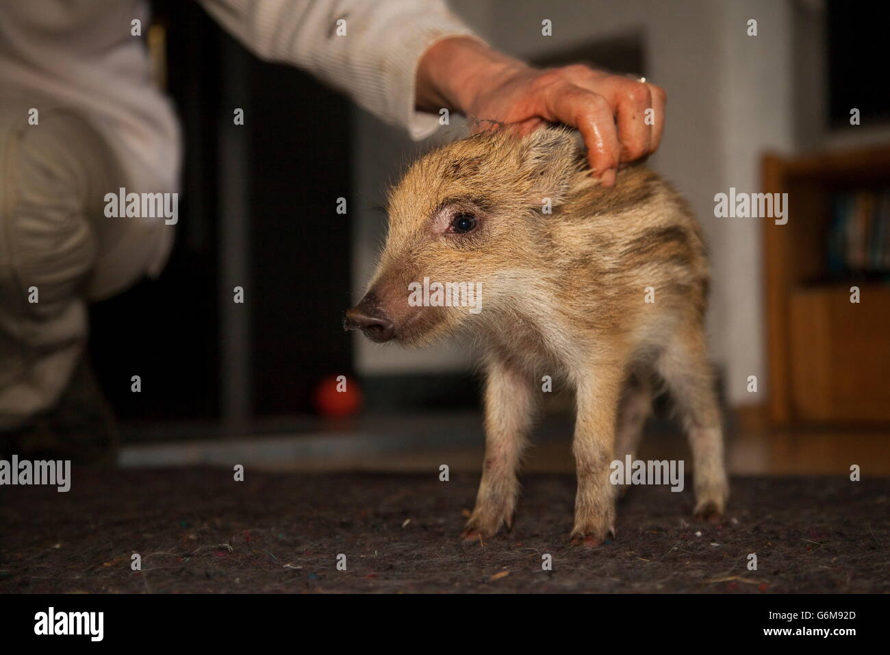 Wild boar, hand raising, Germany / (Sus scrofa Stock Photo - Alamy