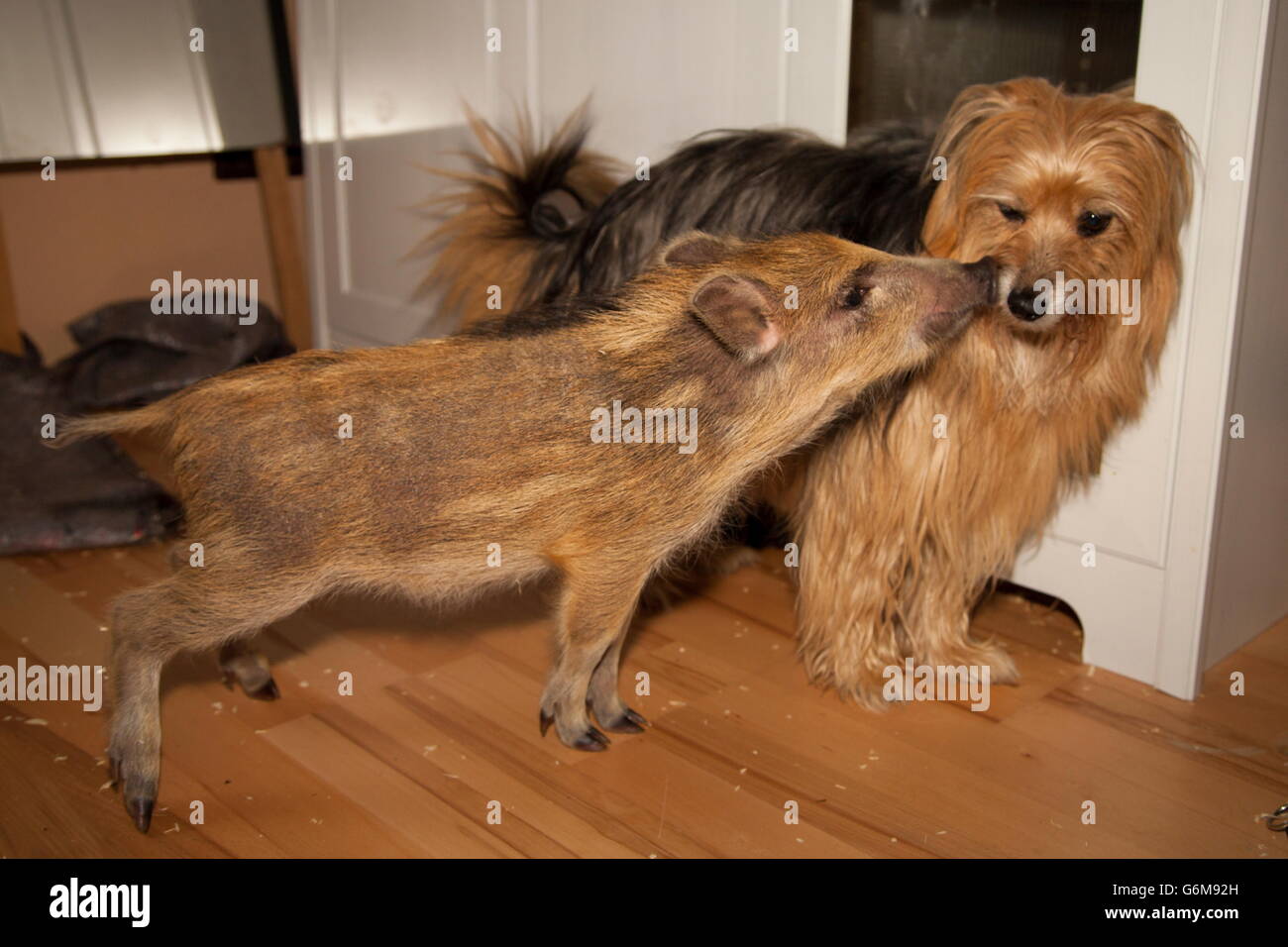 Wild boar, hand raising, dog, Germany / (Sus scrofa Stock Photo - Alamy