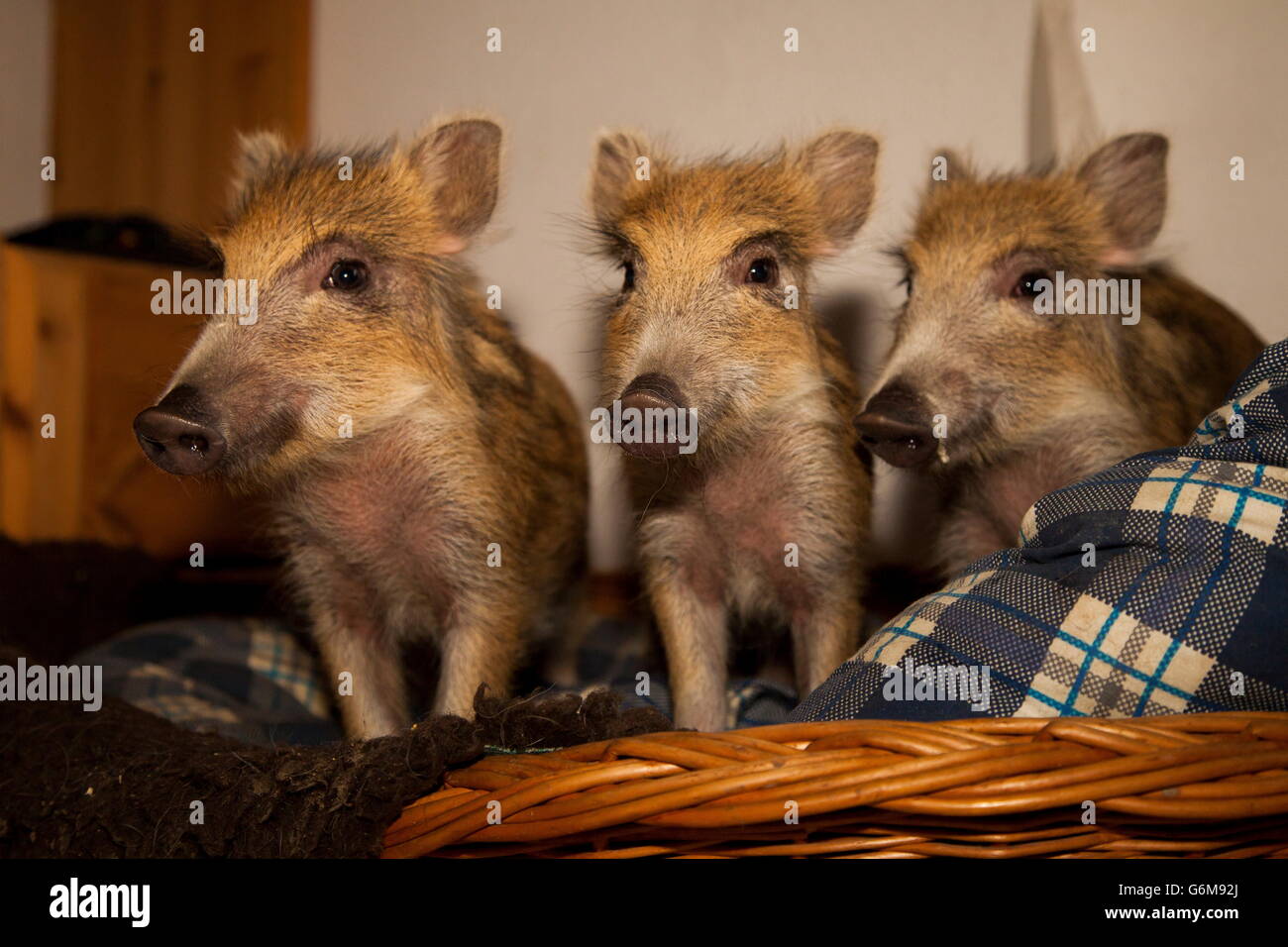 Group animals raising hand hi-res stock photography and images - Alamy