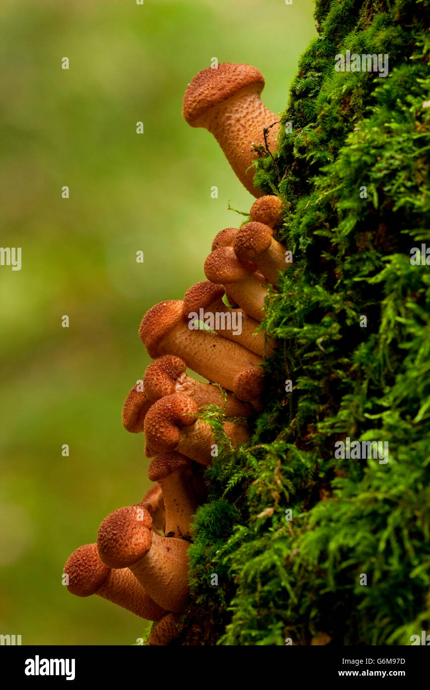 Armillaria ostoyae, Germany / (Armillaria solidipes Stock Photo - Alamy