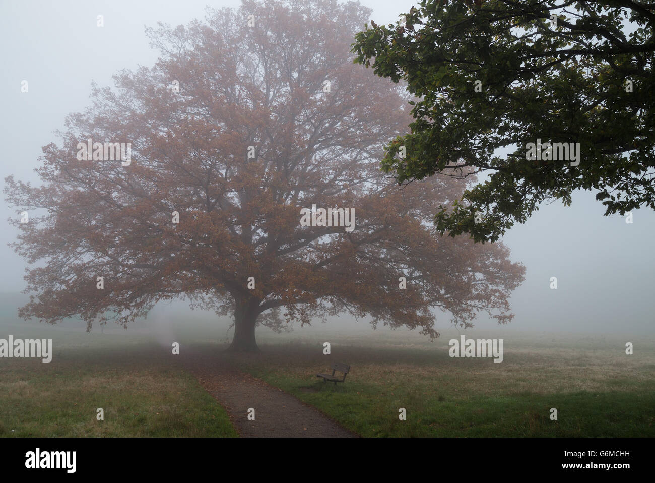 oak tree on Hampstead Heath in fog on an autumn morning Stock Photo - Alamy