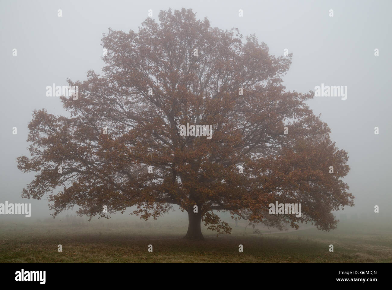 oak tree in autumn fog on Hampstead Heath, London Stock Photo - Alamy