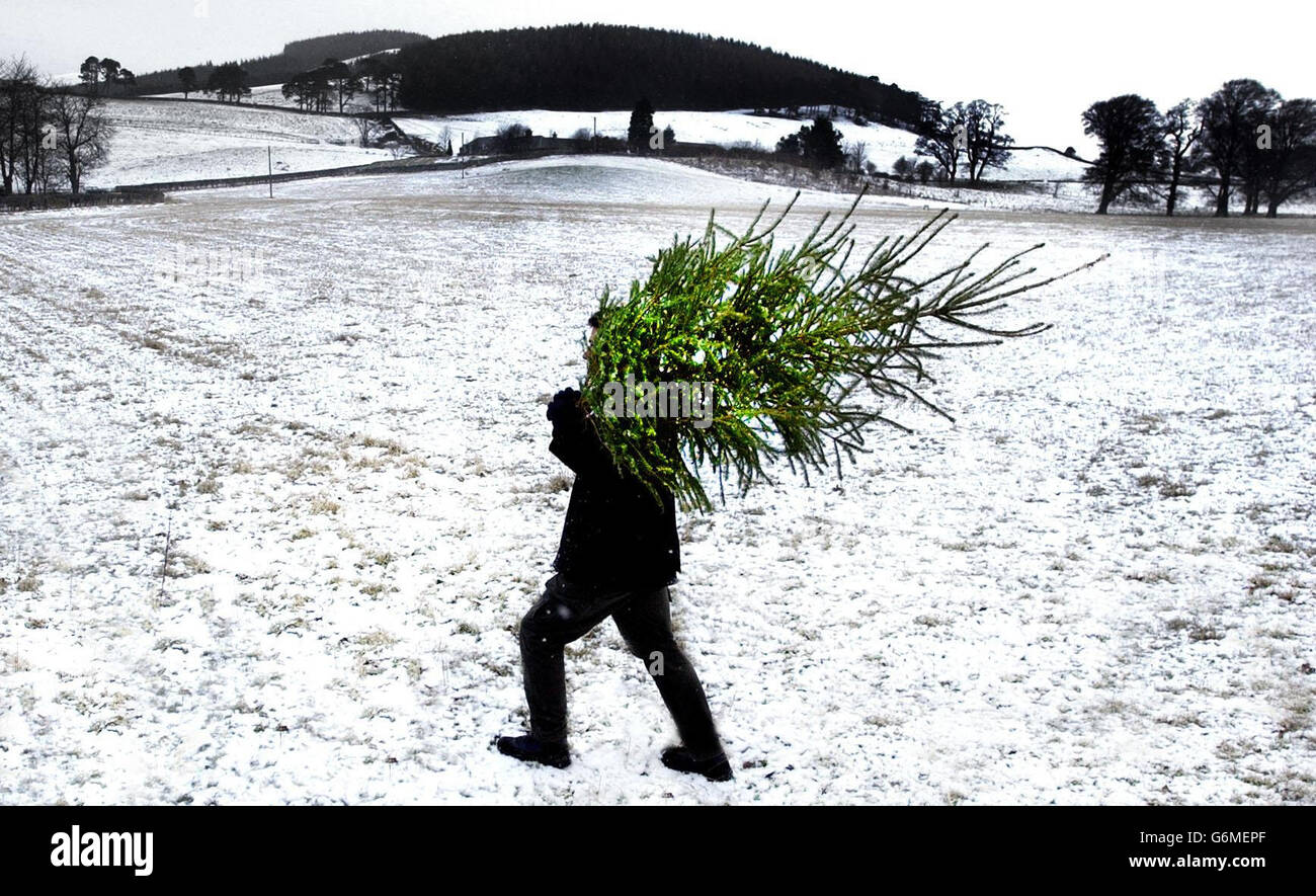 Man With Xmas Tree in Broughton Stock Photo - Alamy