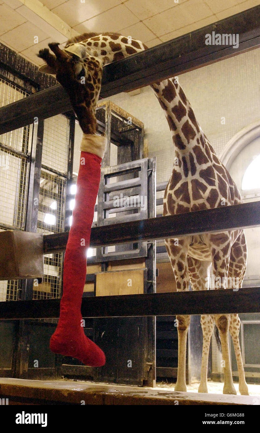 Steffi, a seven-year-old Giraffe joins the festive spirit as she eats ...