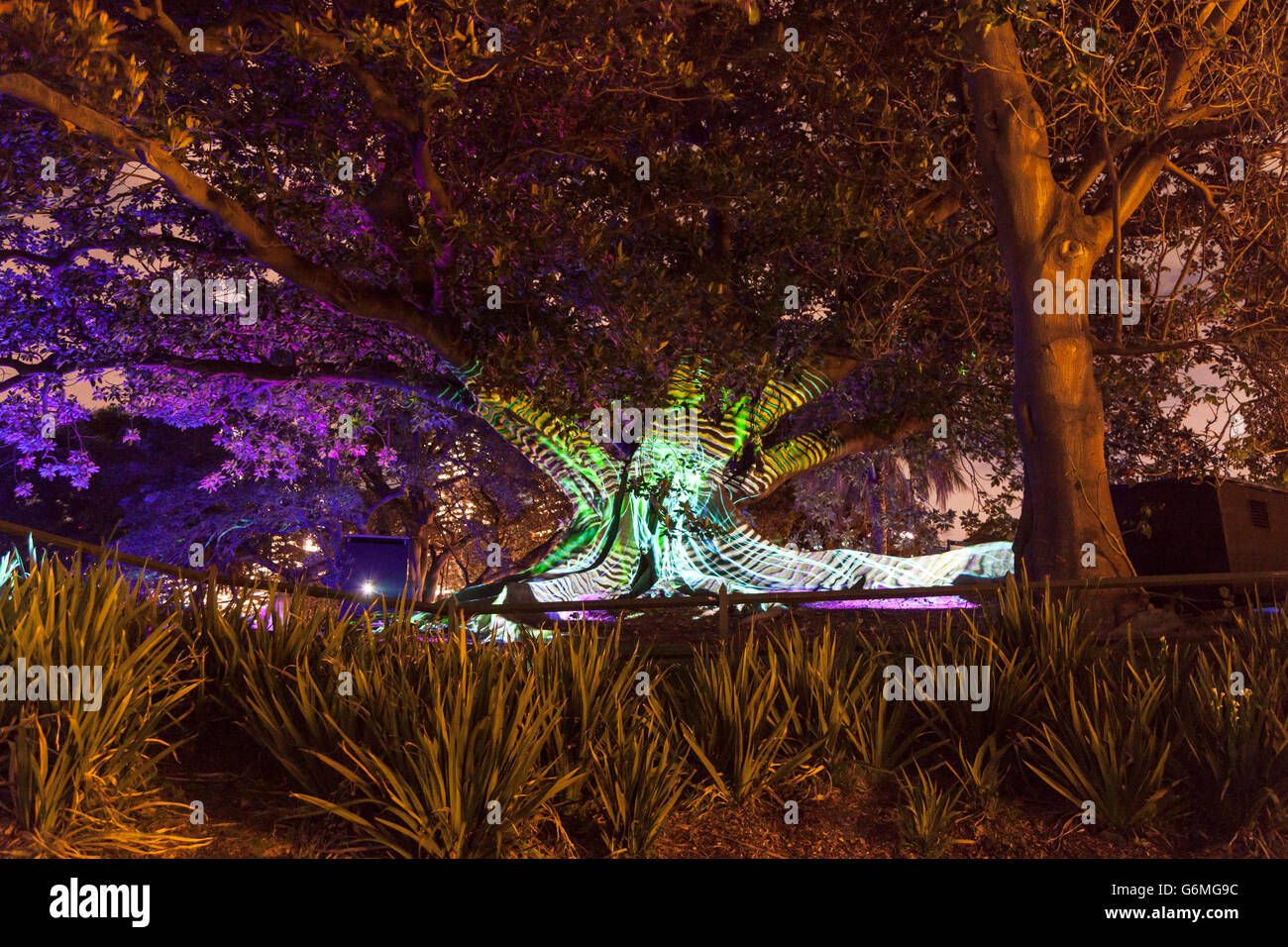 Sydney's Botanic Gardens during Vivid Sydney 2016 Stock Photo - Alamy