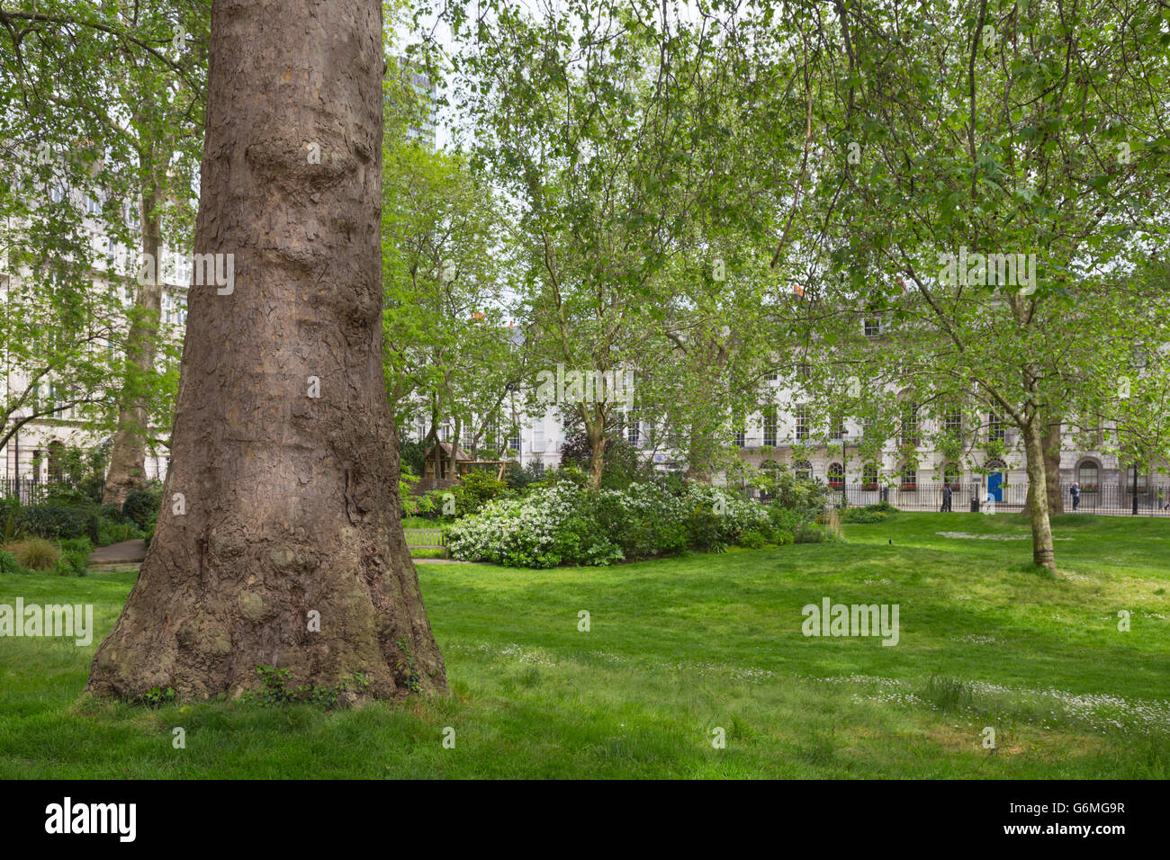 Fitzroy Square Garden in Fitzrovia, London W1, on a sunny summer day ...