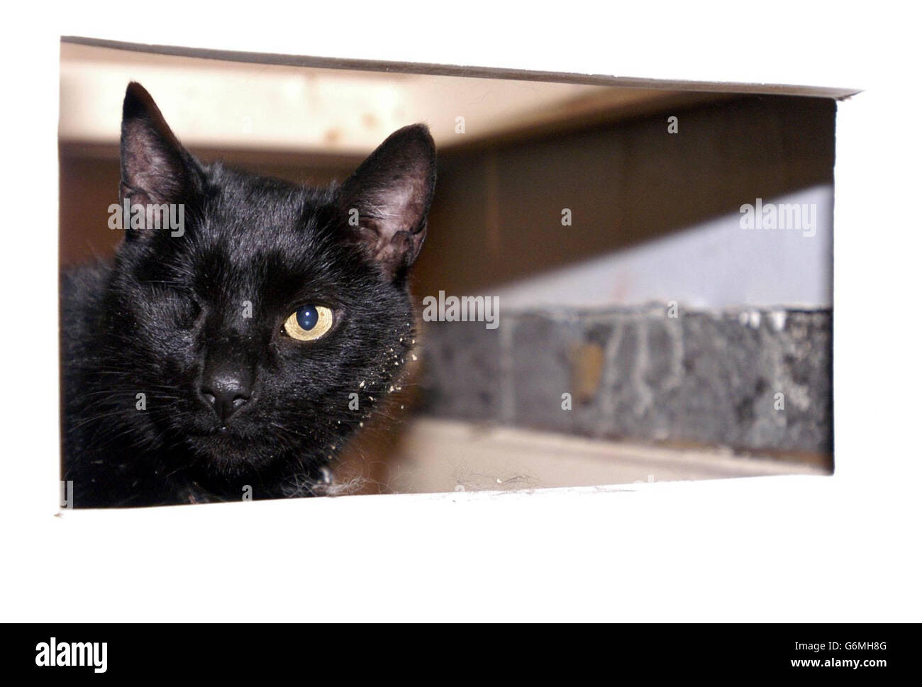 Black Cat Missing An Eye