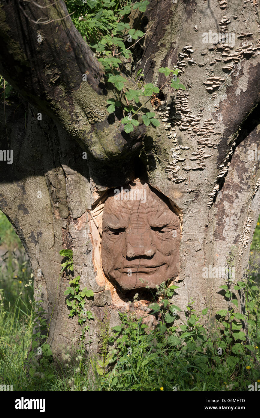 Face in the tree sculpture, Brungerley Park, Clitheroe, Ribble Valley ...