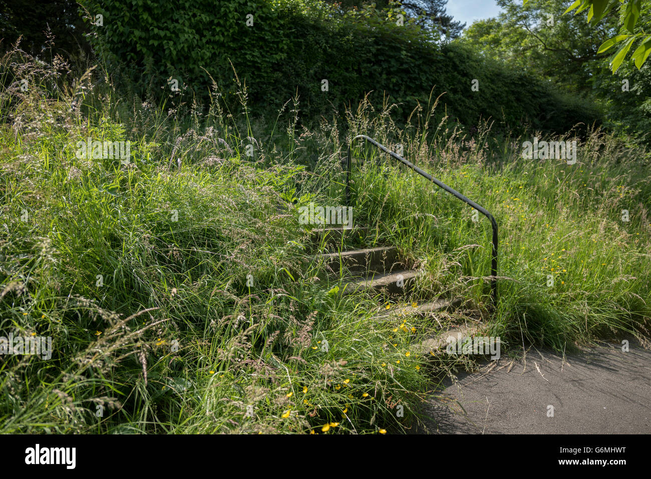 Overgrown Grass High Resolution Stock Photography and Images - Alamy
