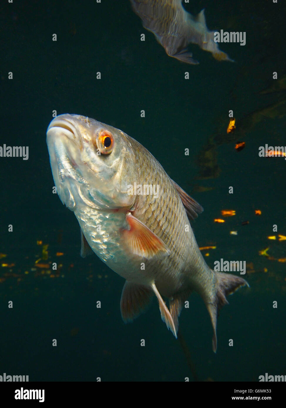 Common Roach / (Rutilus rutilus Stock Photo - Alamy