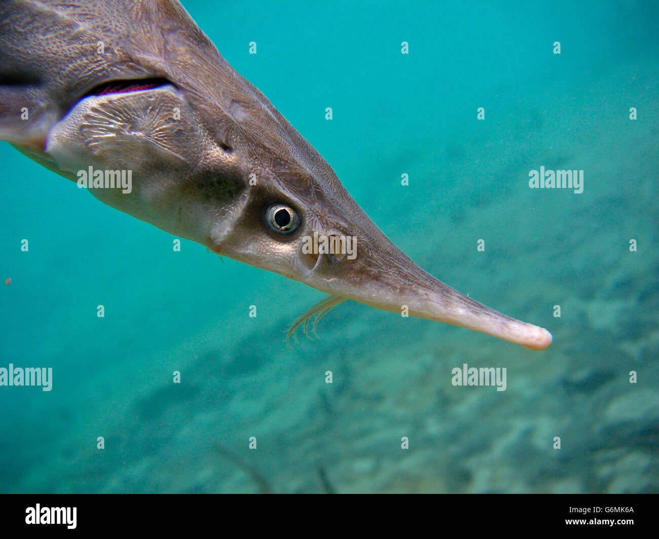 Acipenser ruthenus hi-res stock photography and images - Alamy