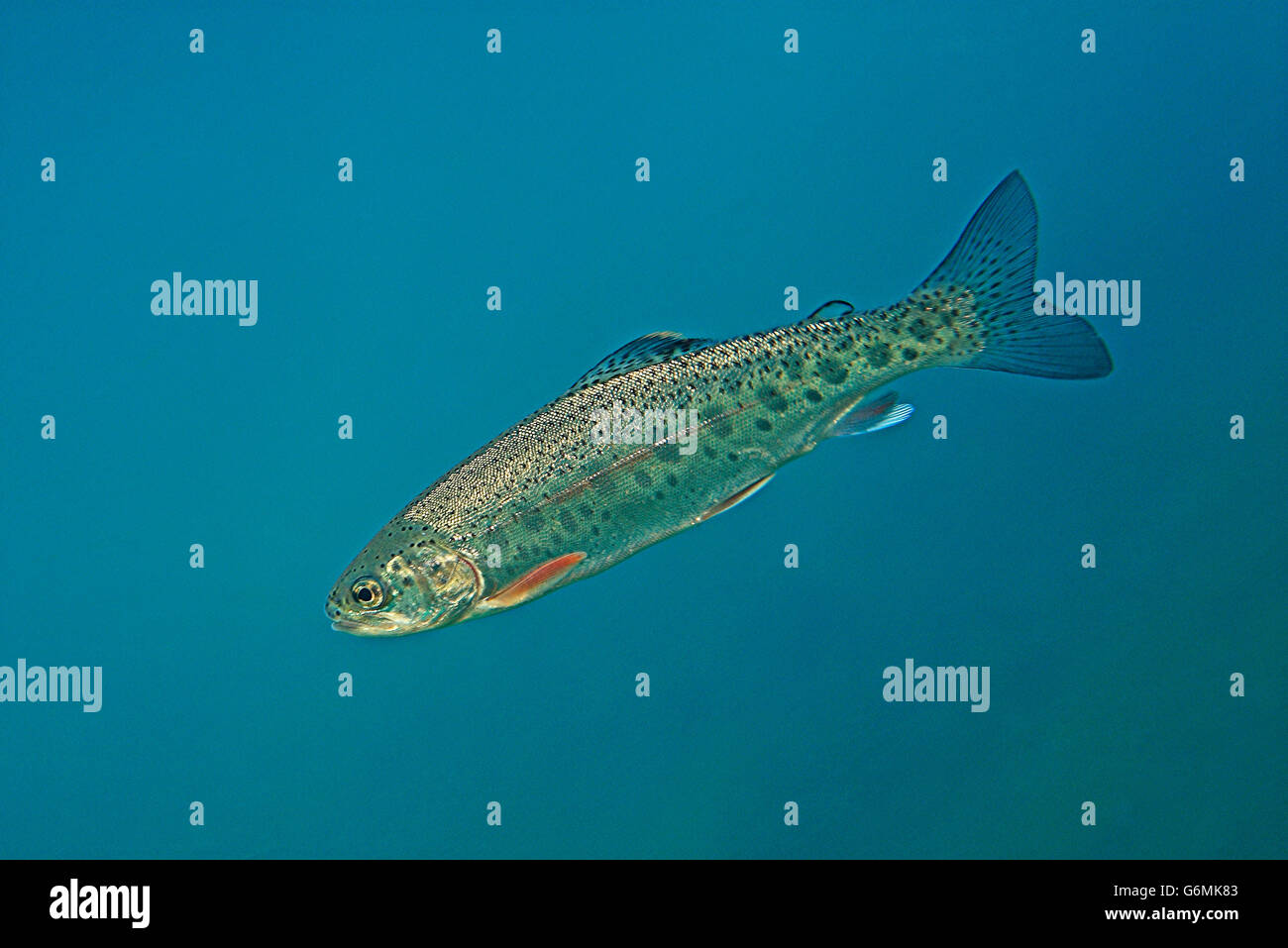 Trout austria hi-res stock photography and images - Alamy