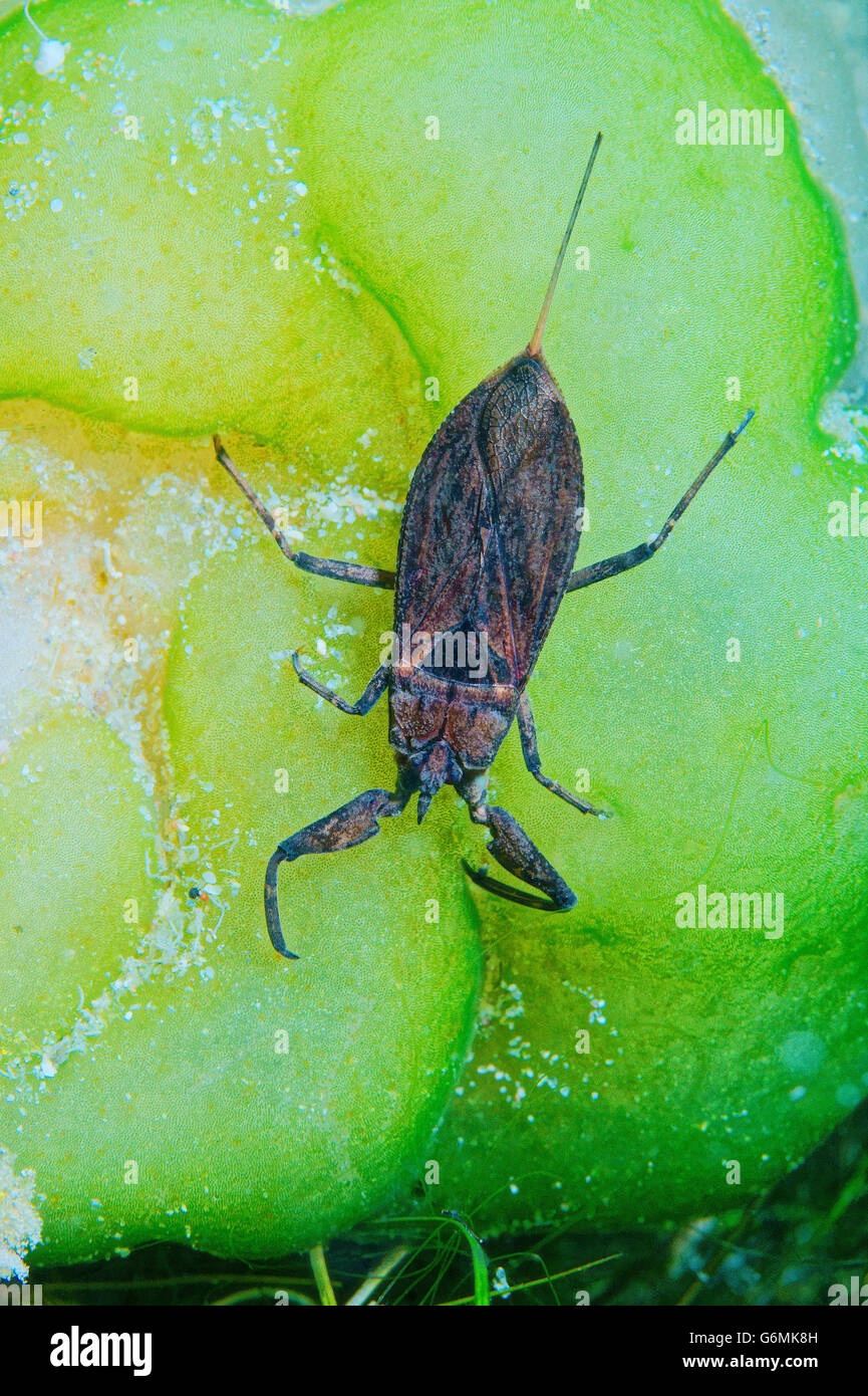 Water scorpion hi-res stock photography and images - Alamy