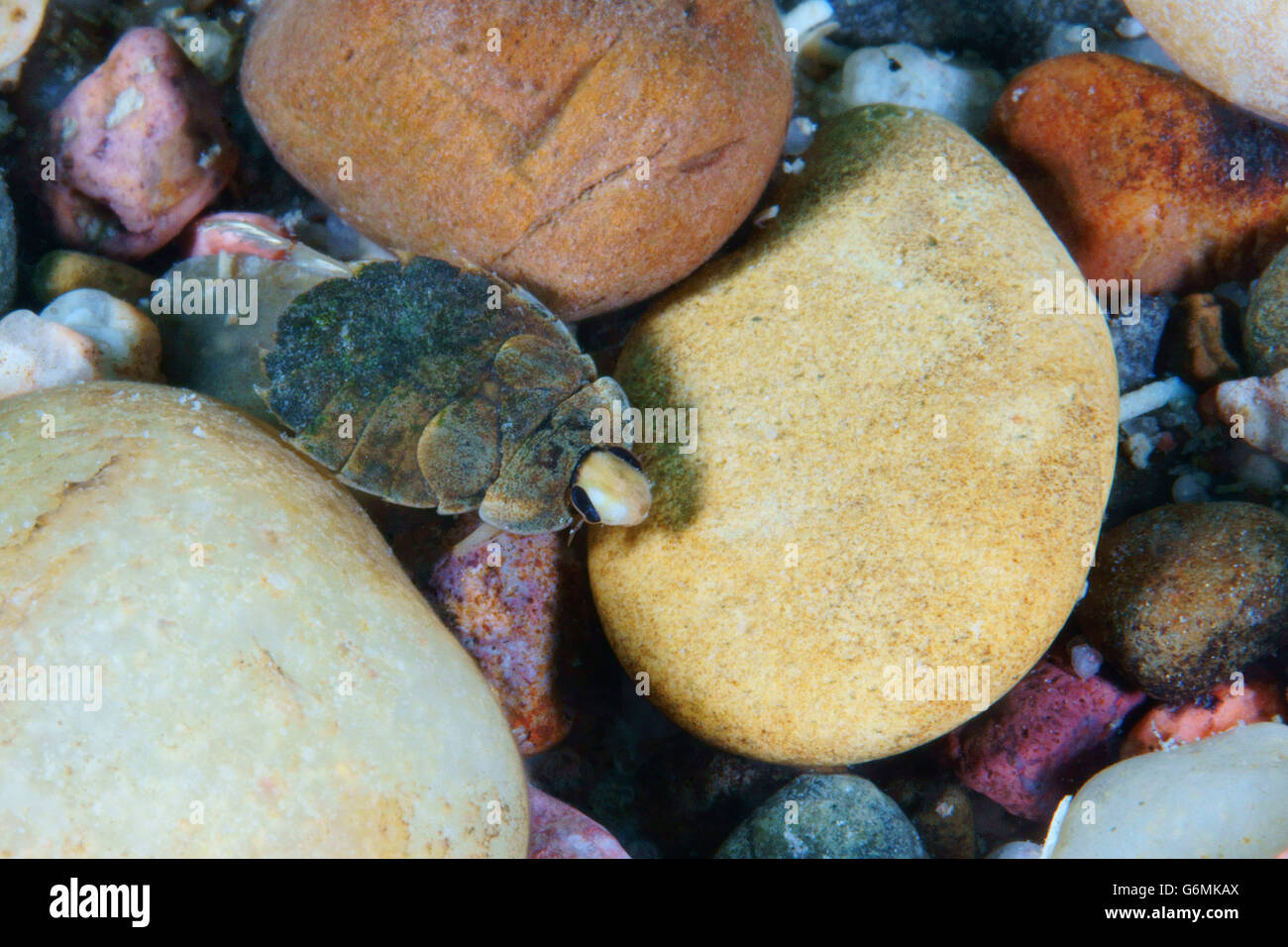 River bug, Baden-Wurttemberg, Germany / (Aphelocheirus aestivalis Stock ...