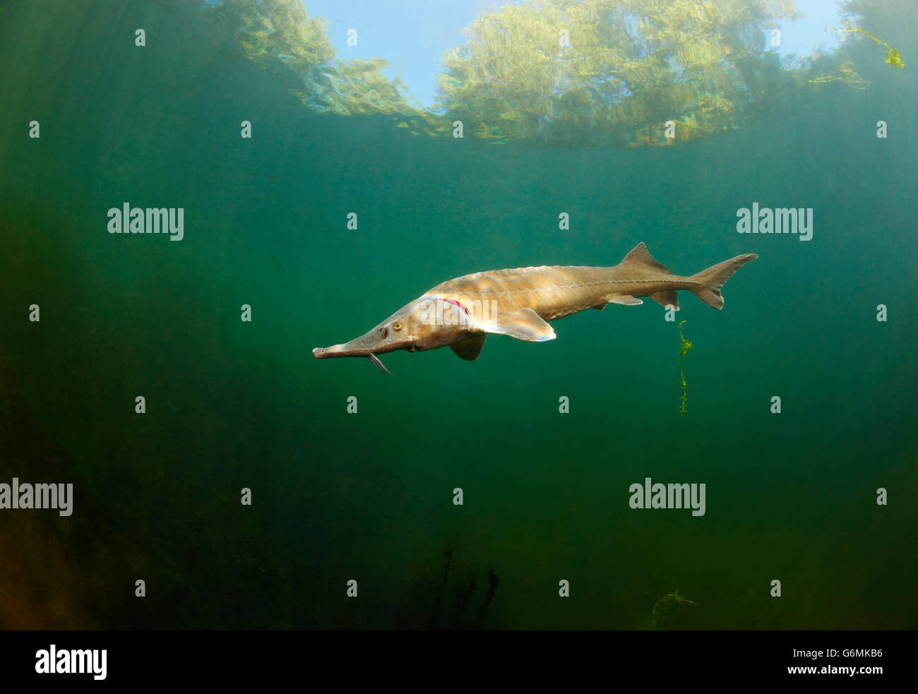 Acipenser ruthenus hi-res stock photography and images - Alamy